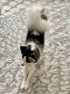 Pomsky Appearance — Pomsky Dog Blog