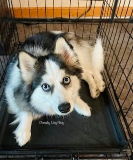 Crate Training Your Puppy – Pomsky Training — Pomsky Dog Blog