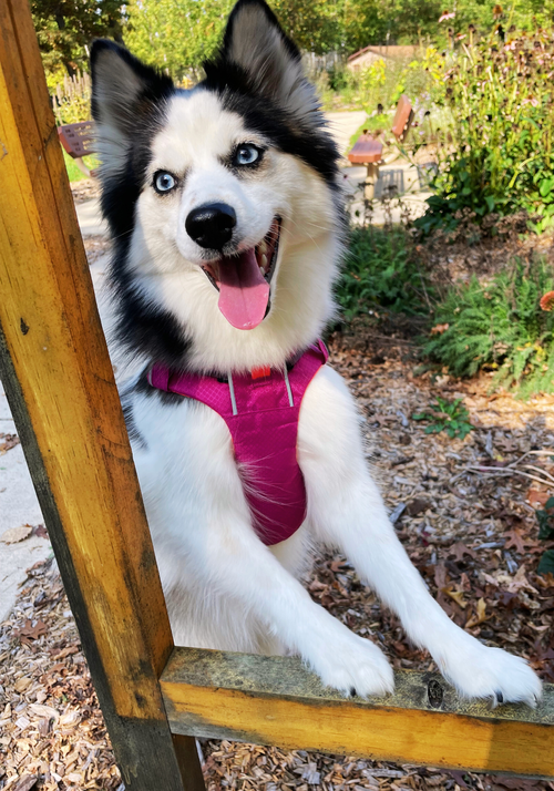 Pomsky Dog Breed History and Information — Pomsky Dog Blog