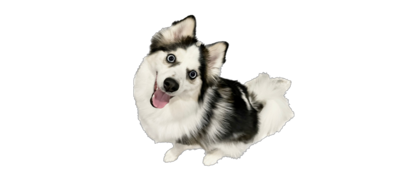 Pomsky Appearance — Pomsky Dog Blog