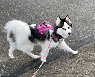 Pomsky Appearance — Pomsky Dog Blog