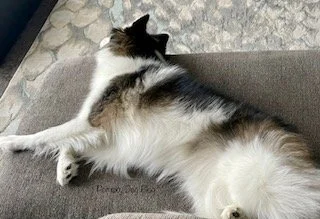 Pomsky Appearance — Pomsky Dog Blog