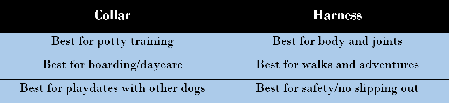 Collar or Harness? Which one is the best for a Pomsky — Pomsky Dog Blog