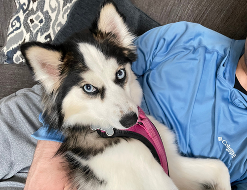 Do Pomskies Get Along with Kids? — Pomsky Dog Blog