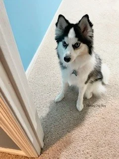 Setting Boundaries for a Pomsky – Dog Training — Pomsky Dog Blog