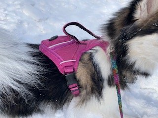 Collar or Harness? Which one is the best for a Pomsky — Pomsky Dog Blog