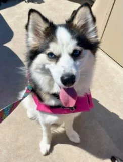 Traveling with a Pomsky Dog — Pomsky Dog Blog