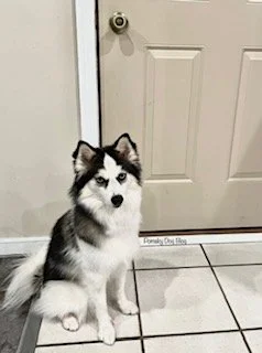 Potty Training a Pomsky — Pomsky Dog Blog