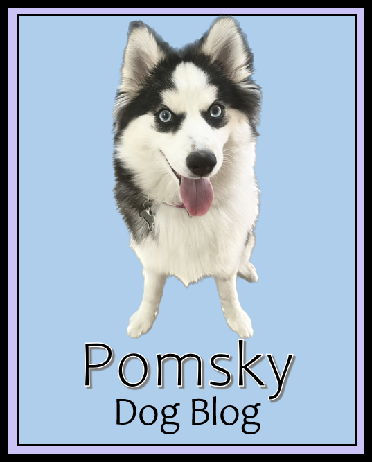 Stop Pomsky from Biting: Dog Training Tips — Pomsky Dog Blog