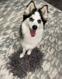 Fun and Games: Best Toys for a Pomsky — Pomsky Dog Blog