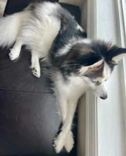 Traveling with a Pomsky Dog — Pomsky Dog Blog