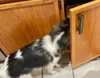 Bringing Home a Pomsky – How to Prepare Your Home — Pomsky Dog Blog