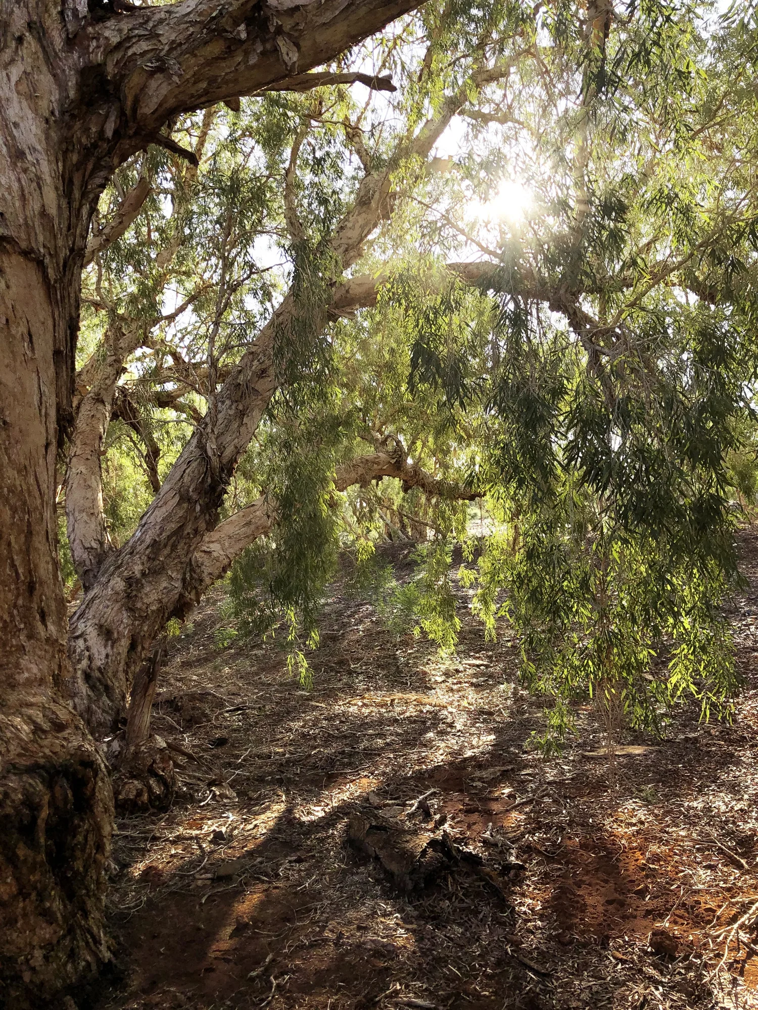 SKY TO EARTH — MADELEINE DOHERTY