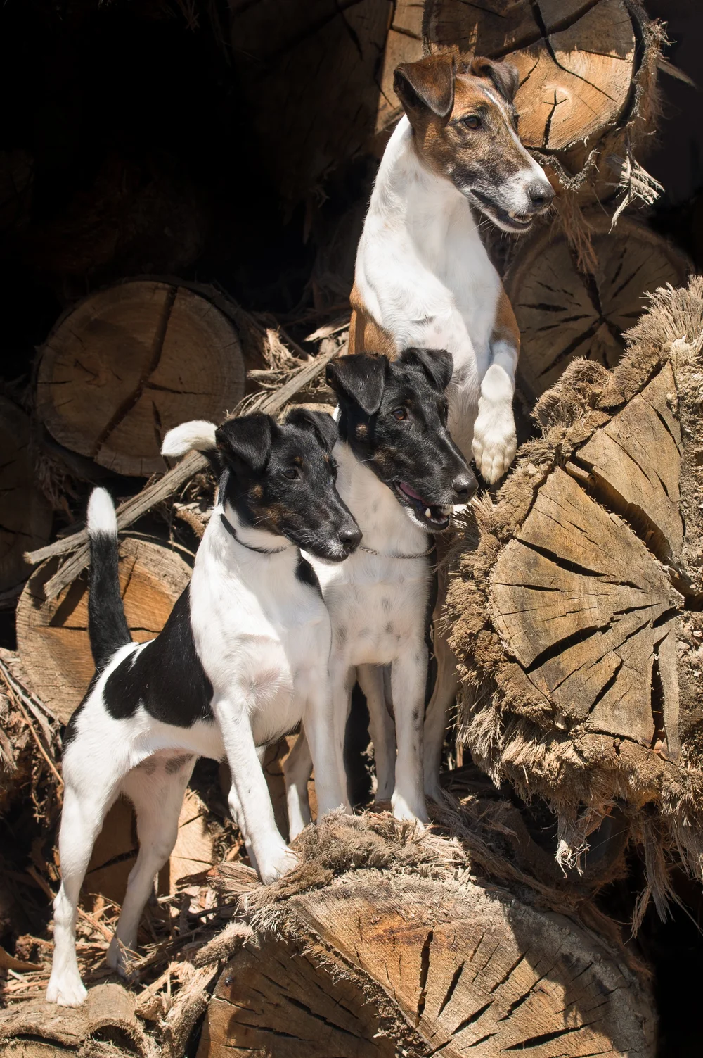 Breed Information — The Smooth Fox Terrier Association UK