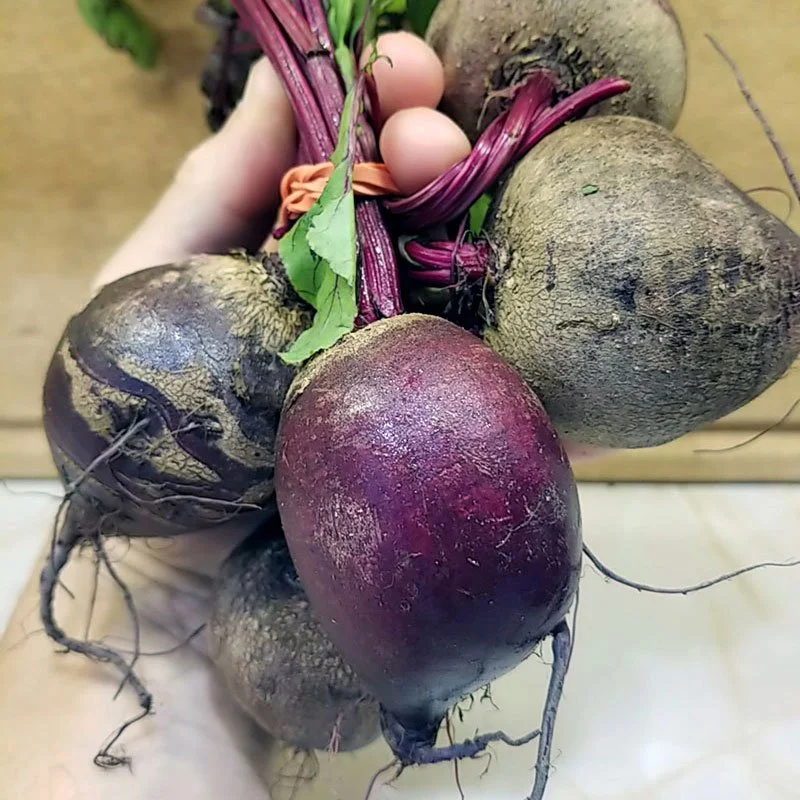 Beets & Oxalates: Enjoy the Benefits Without the Burden — Perennial ...