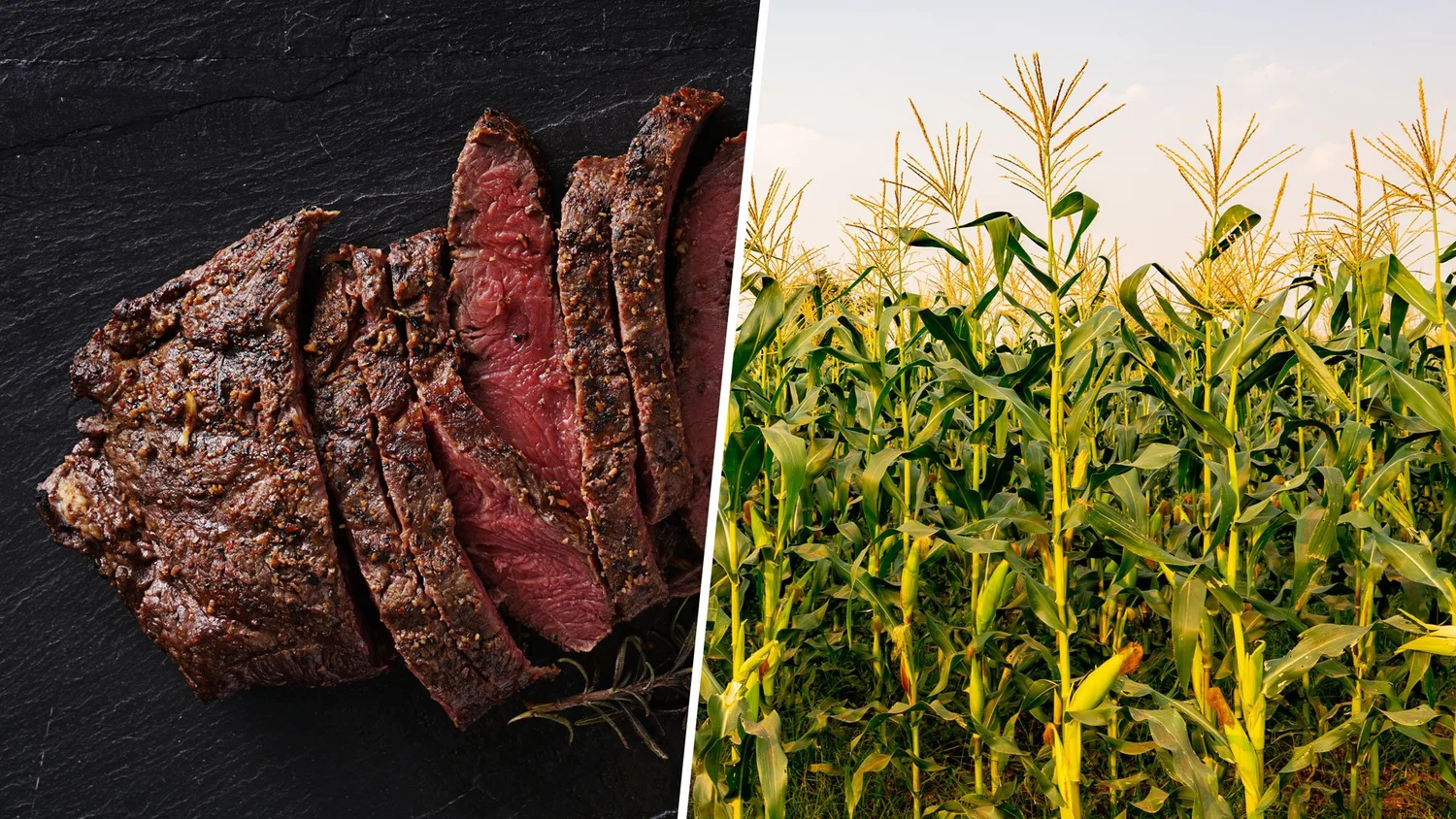 Ontario Corn Fed Beef Quality Assurance Program