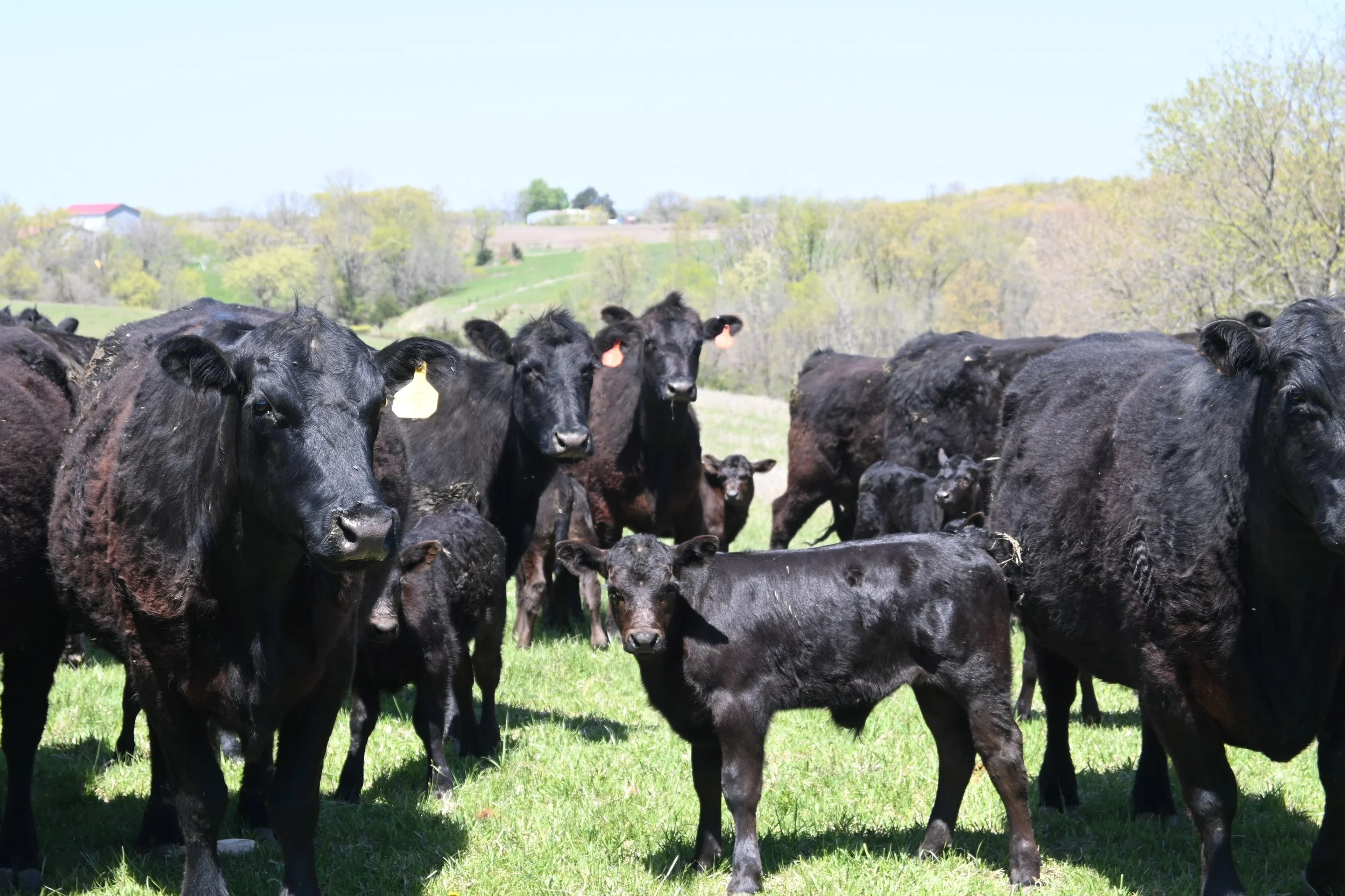 Todd Coffelt, Triple C Farms — Iowa Learning Farms