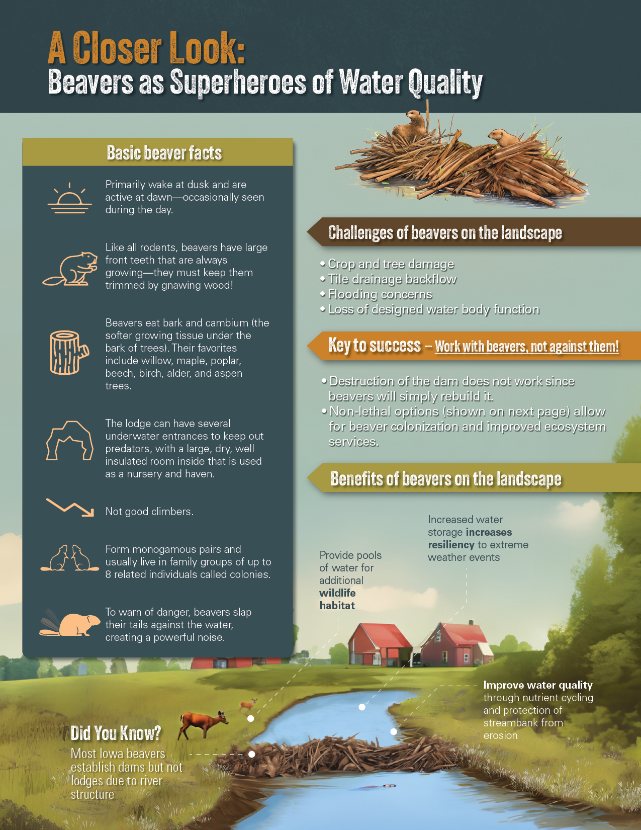 A Closer Look: Beavers as Superheroes of Water Quality — Iowa Learning ...
