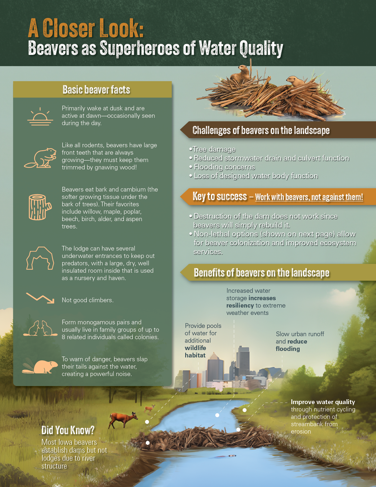 A Closer Look: Beavers as Superheroes of Water Quality — Iowa Learning ...