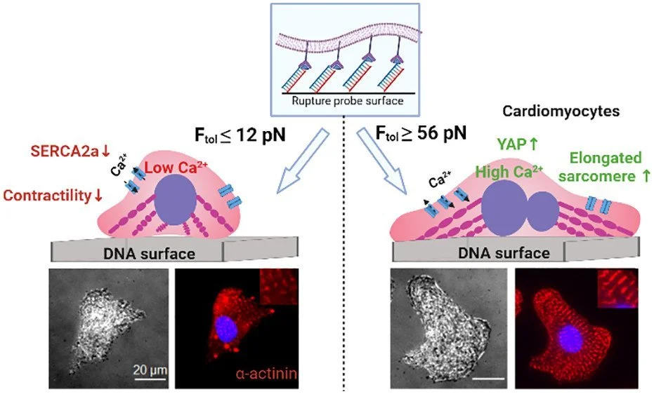 Publication — Center on Probes for Molecular Mechanotechnology