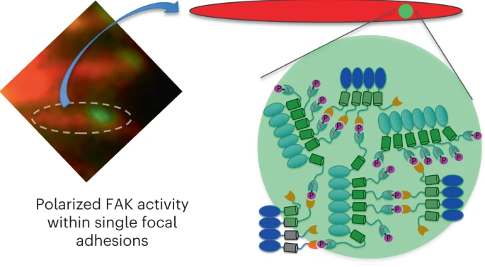 Publication — Center on Probes for Molecular Mechanotechnology