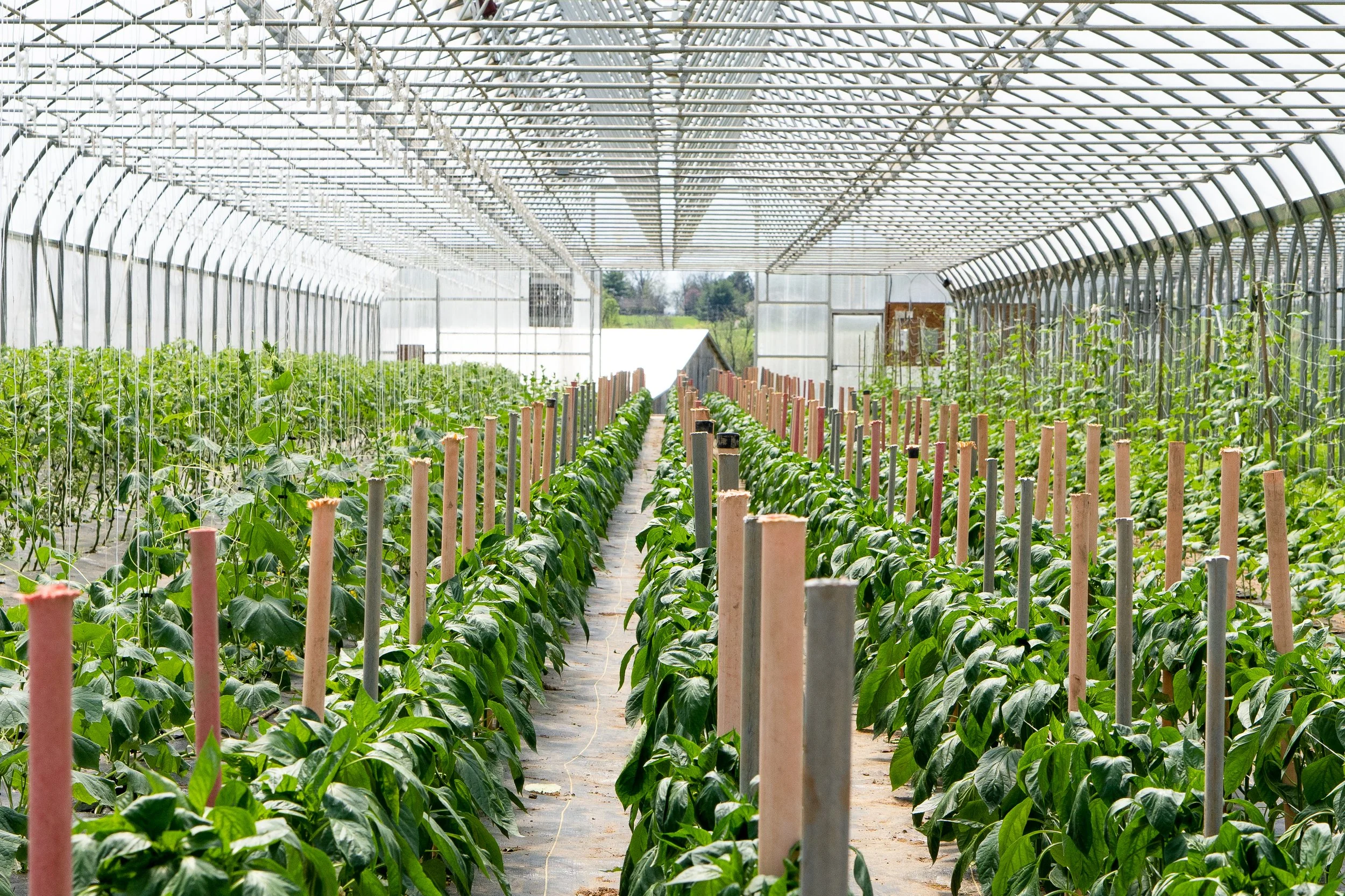 Oak Grove Farms