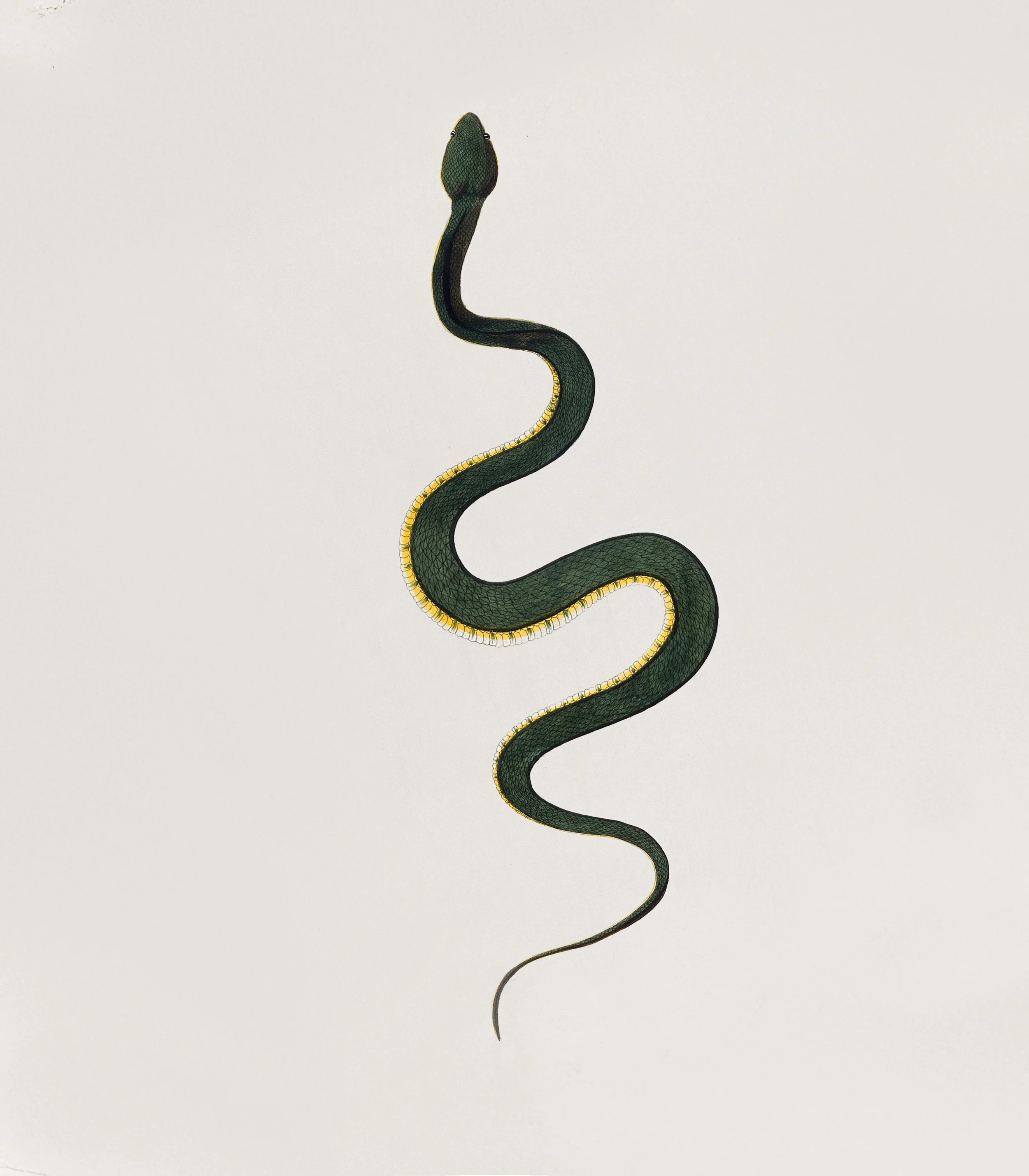 Chinese Lunar New Year: the Year of the Yin Wood Snake — The Paganista