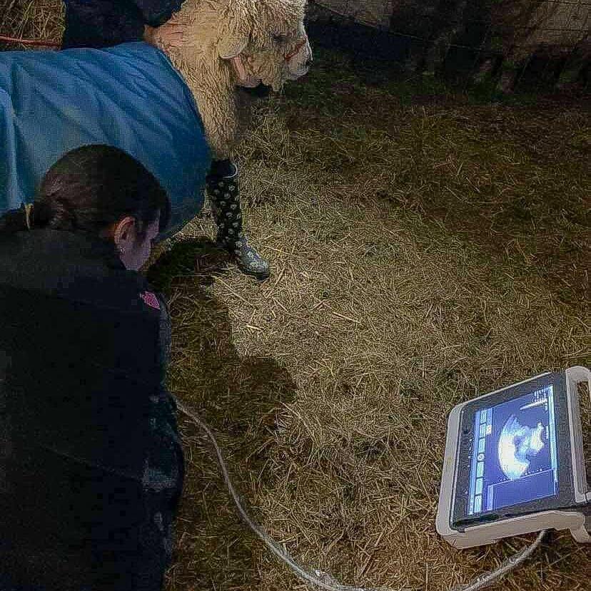 Ringside: An American Dairy Goat Podcast