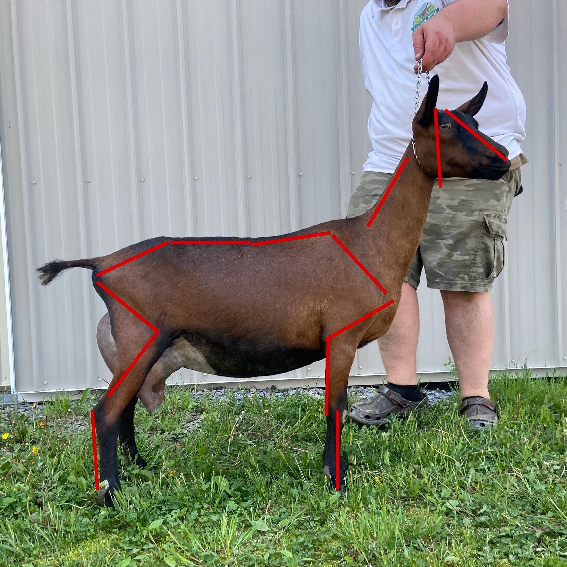 Ringside: An American Dairy Goat Podcast