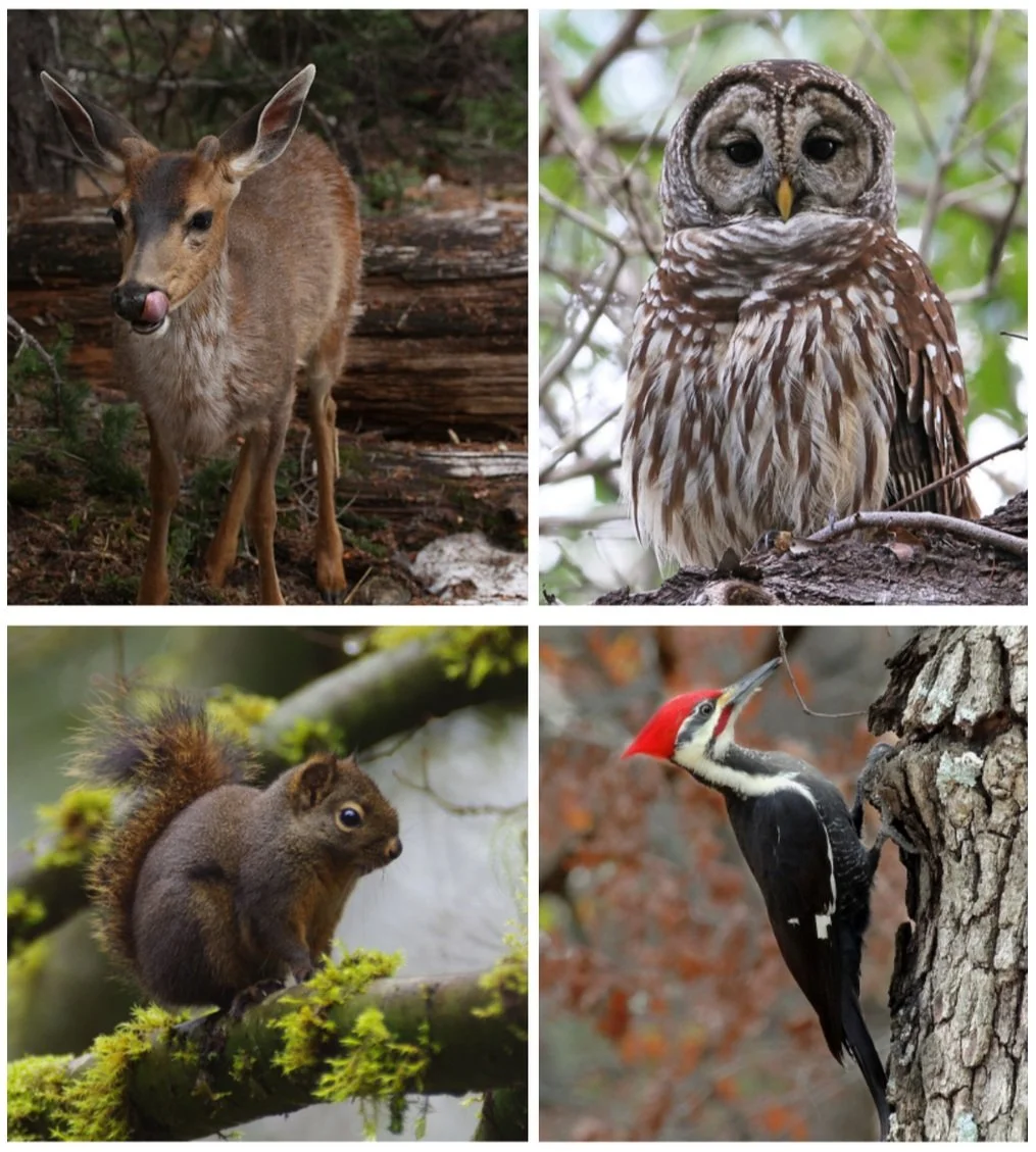 Reconnect with Nature: Mahon Park Trails Just Around the Corner from ...