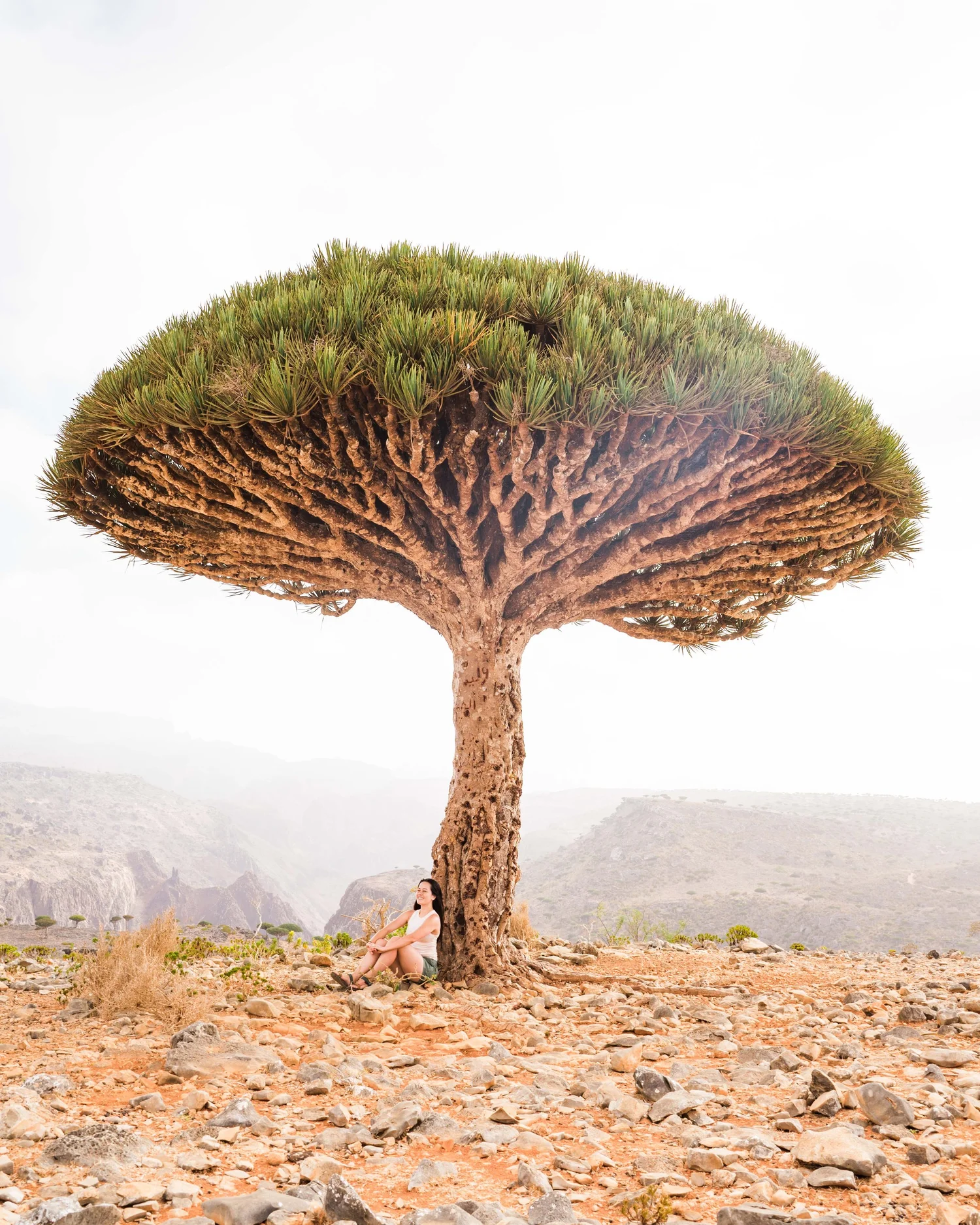 Top Things to see in Socotra Island, Yemen — Anna Round the World