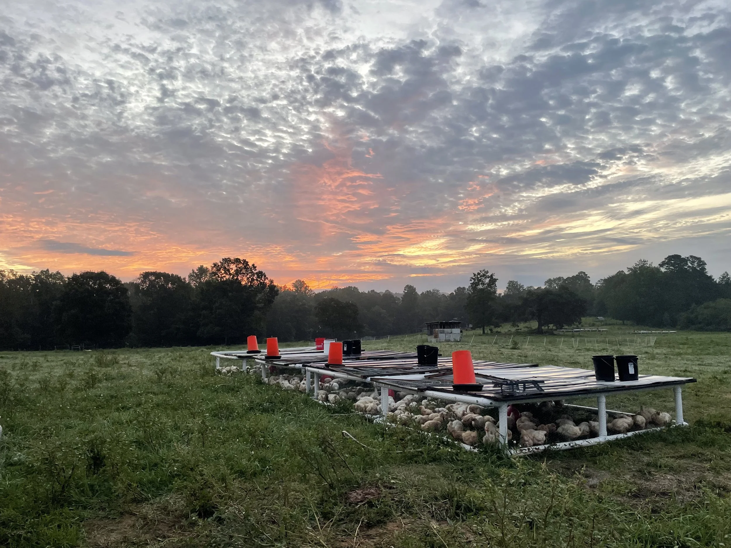 Hopewell Farms | Grass Finished Beef | Pasture Poultry | Forested Pork