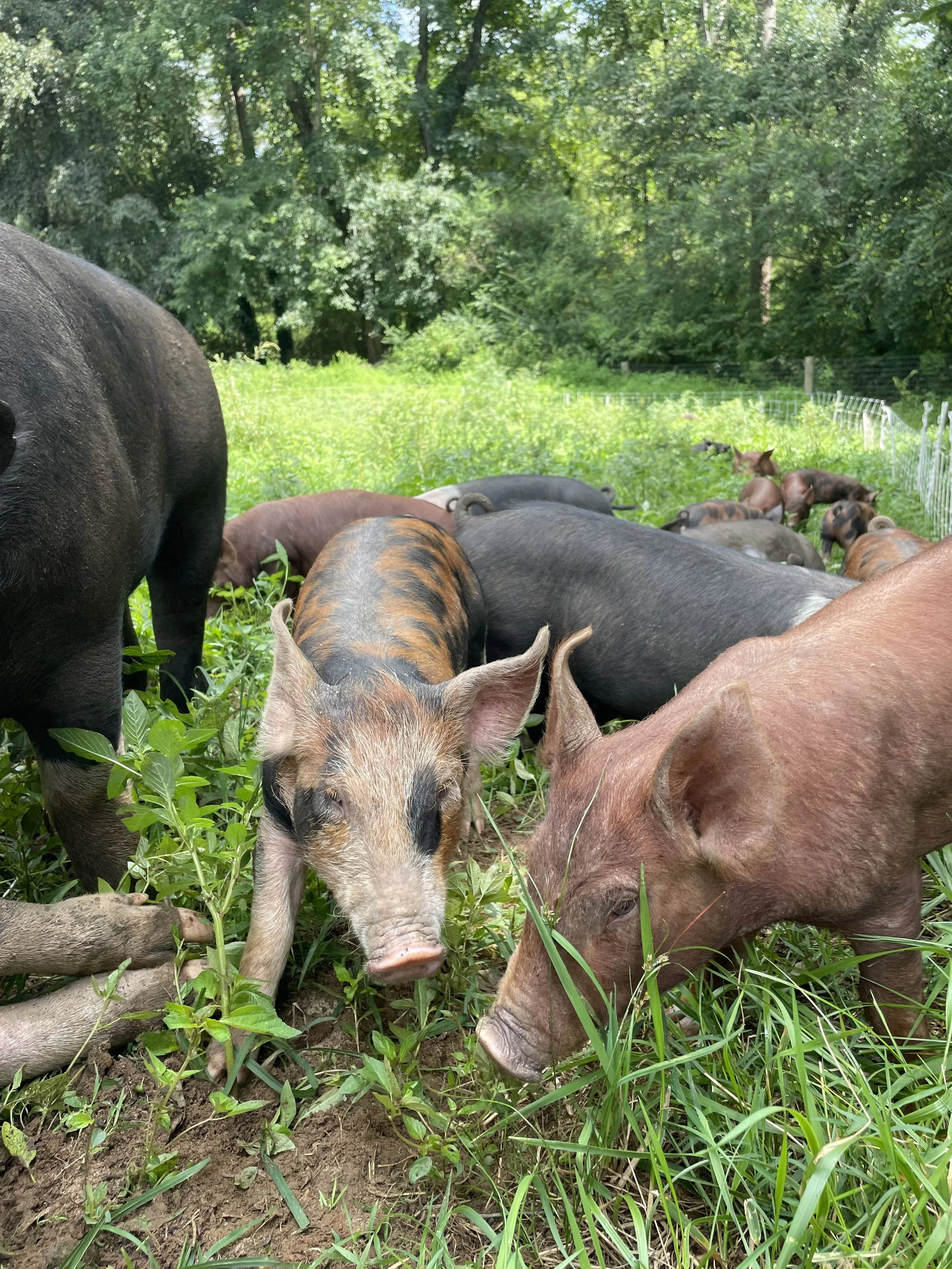 Hopewell Farms | Grass Finished Beef | Pasture Poultry | Forested Pork