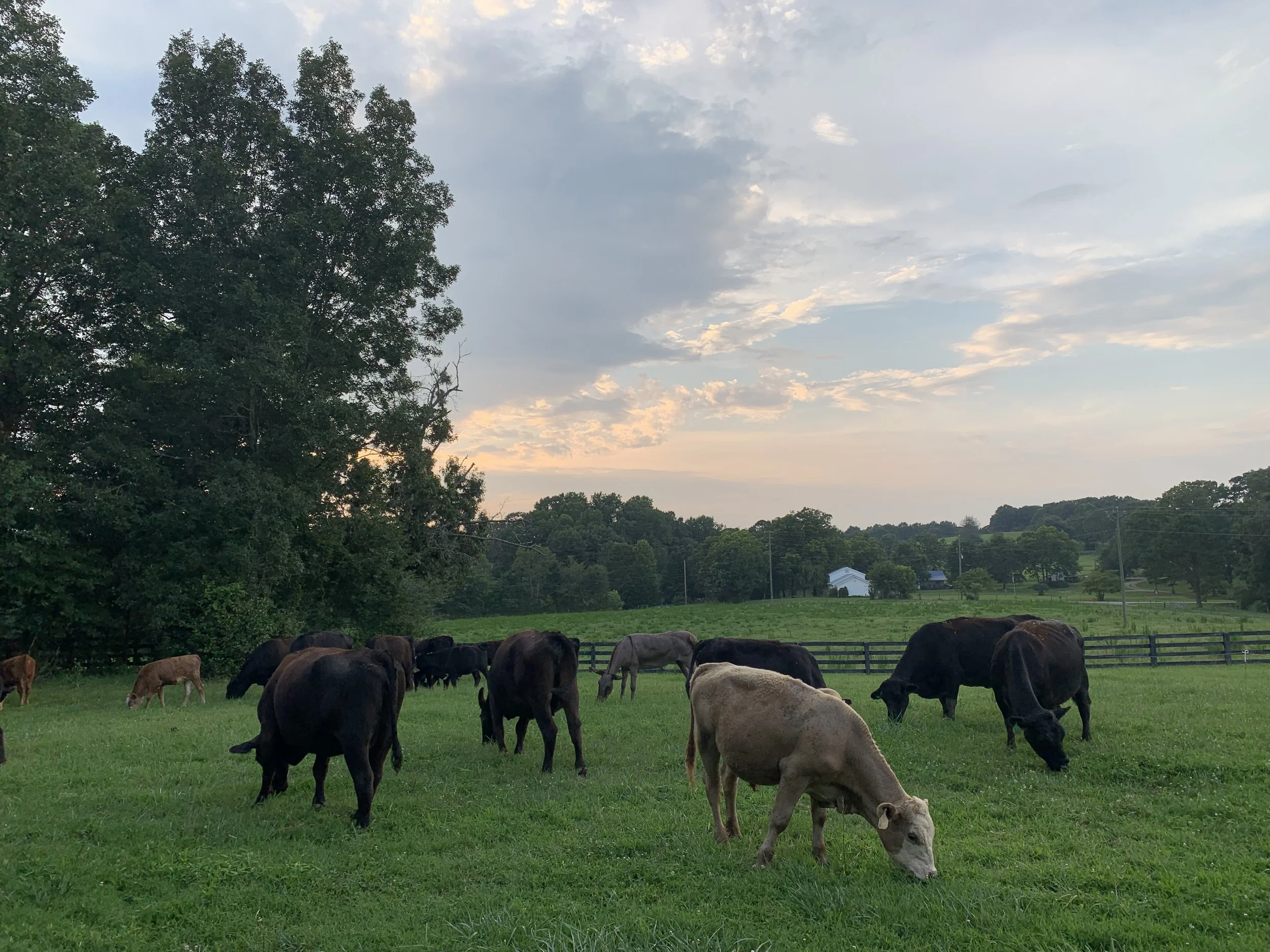 Hopewell Farms | Grass Finished Beef | Pasture Poultry | Forested Pork