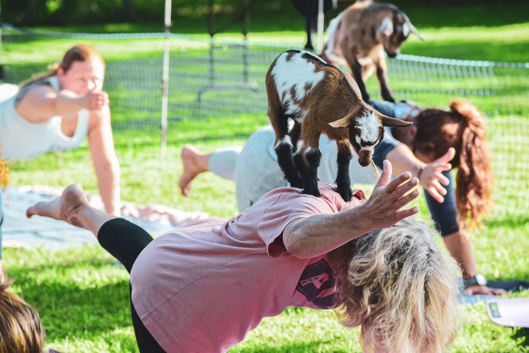 Goat Yoga — Holy Hill Farm