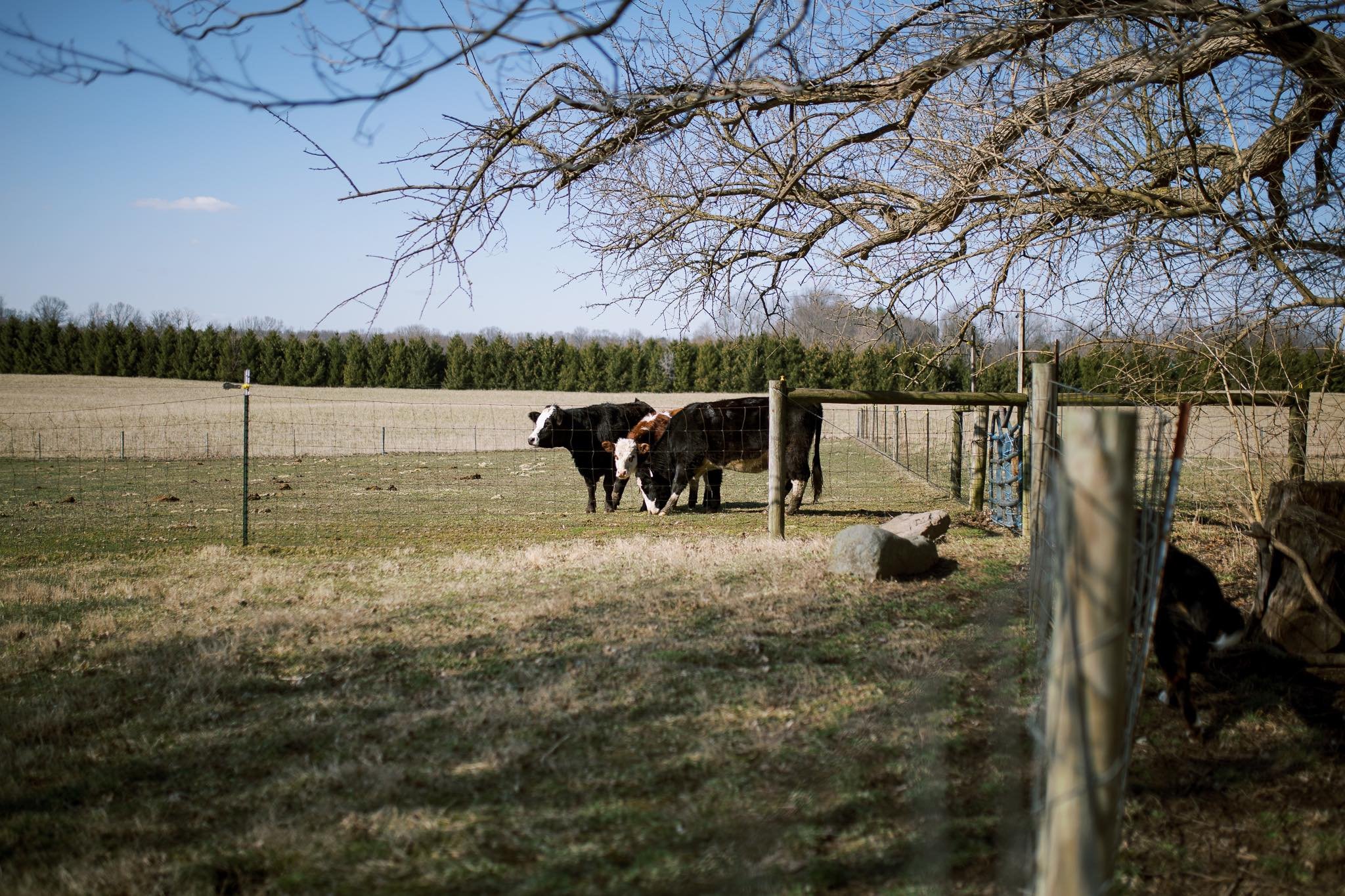 Holy Hill Farm