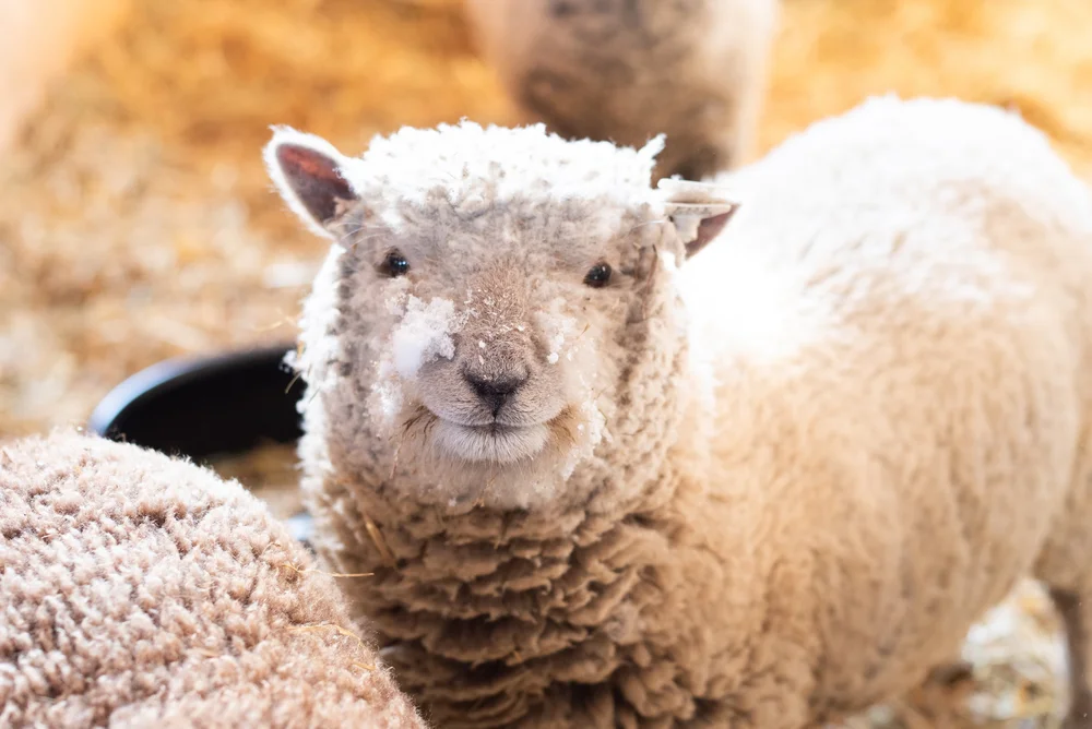 Services 2 — Wooly Moon Farm