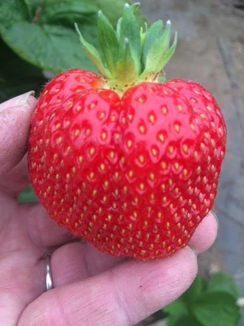 About — Oceanside Farms