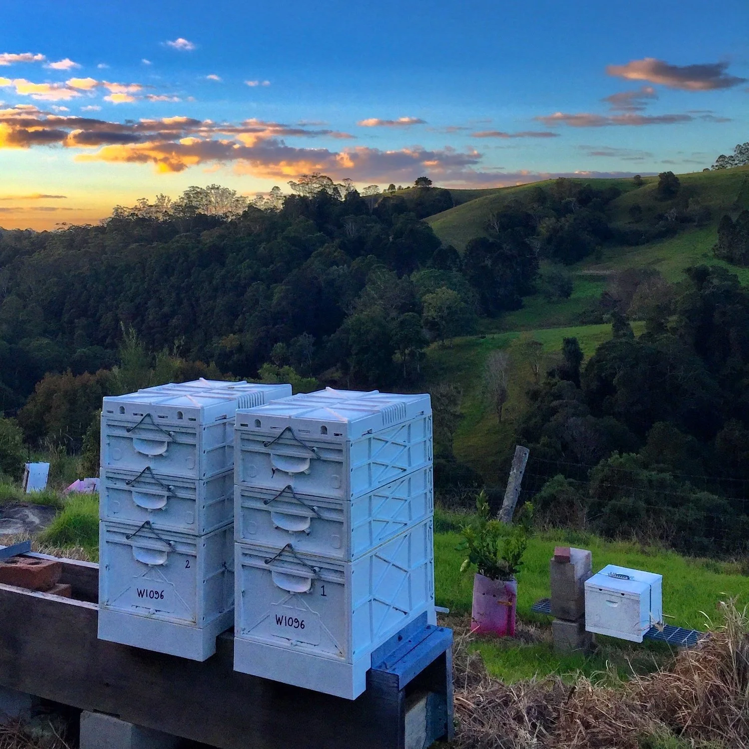 About — Hinterland Bees