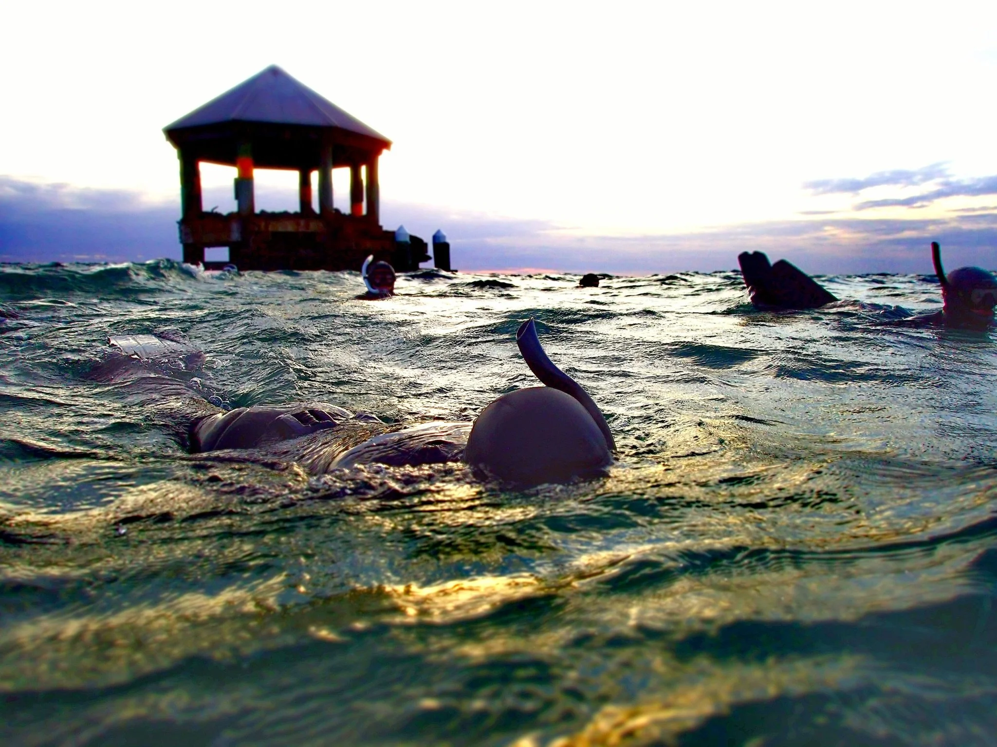 Beginner to advanced freediving courses