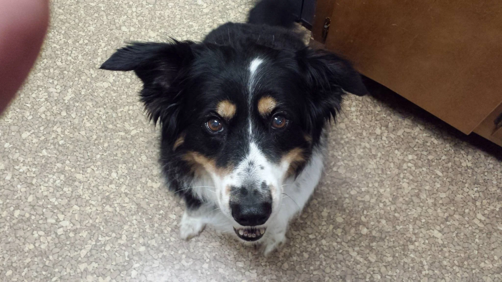 Gallery — Animal Medical Clinic | Your Pet Family!