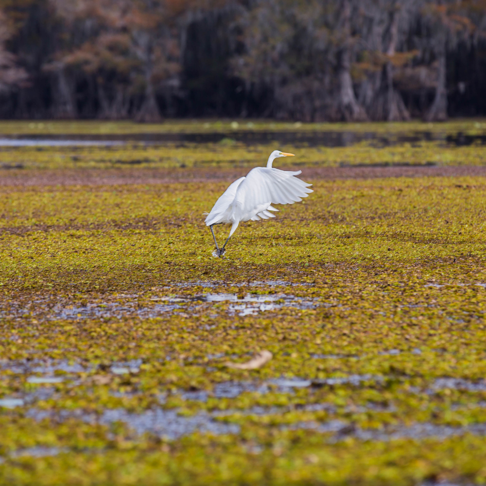 12 Fun Things To Do In Karnack, TX — Maggie McGaugh