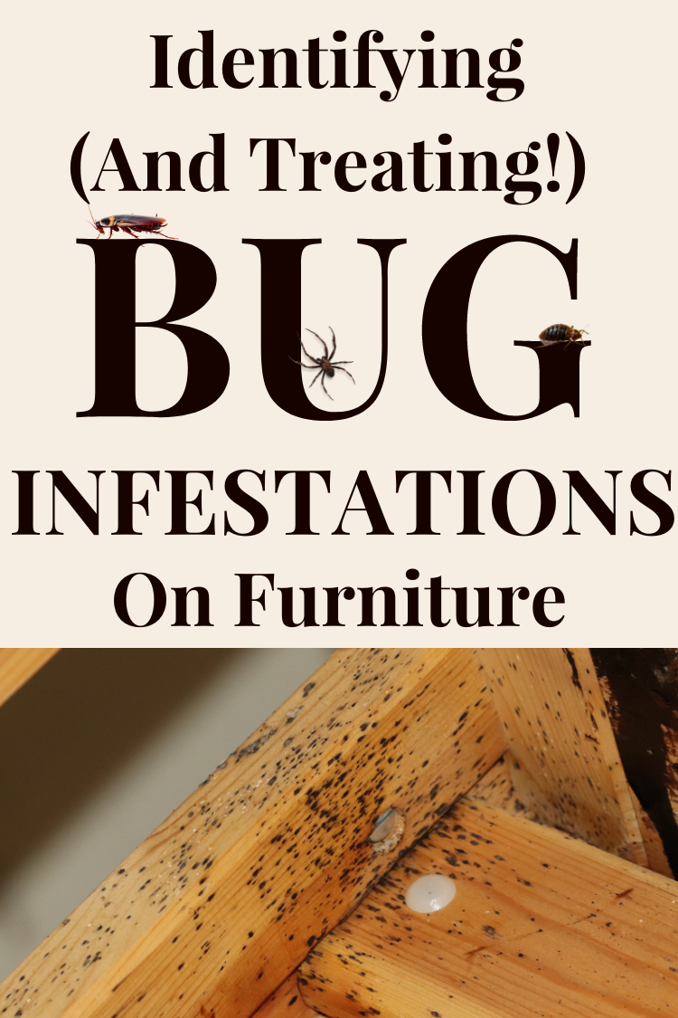 Identifying (And Treating!) Bug Infestations On Furniture — Maggie McGaugh