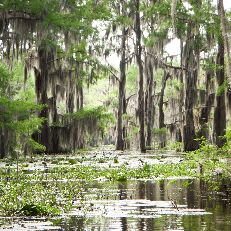 12 Fun Things To Do In Karnack, TX — Maggie McGaugh