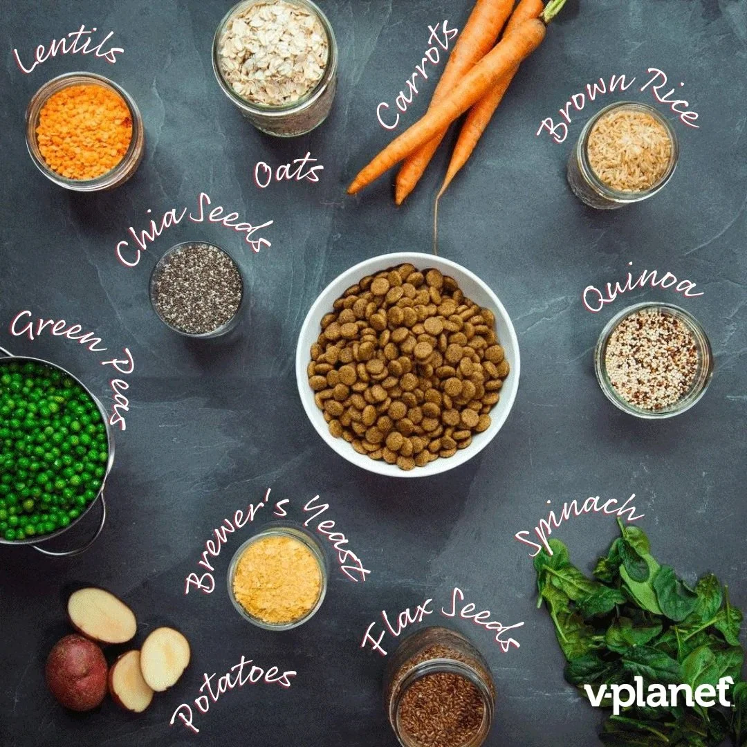 V-PLANET ARRIVES TO THE UAE MARKET, AND IT IS EXPECTED TO CONTRIBUTE TO ...