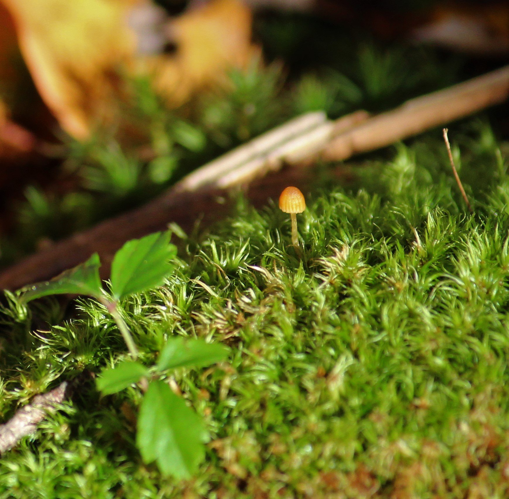 Fun & Fungi at Borders Farm Trails — Rhode Island Mycological Society