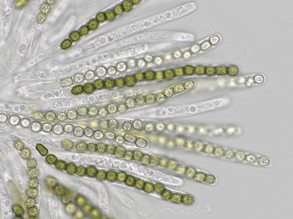 Microscopy Workshop — Rhode Island Mycological Society