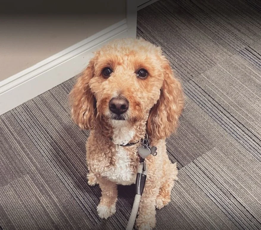 Check out our Training videos and Photos - K9 Strategies — K9 Strategies