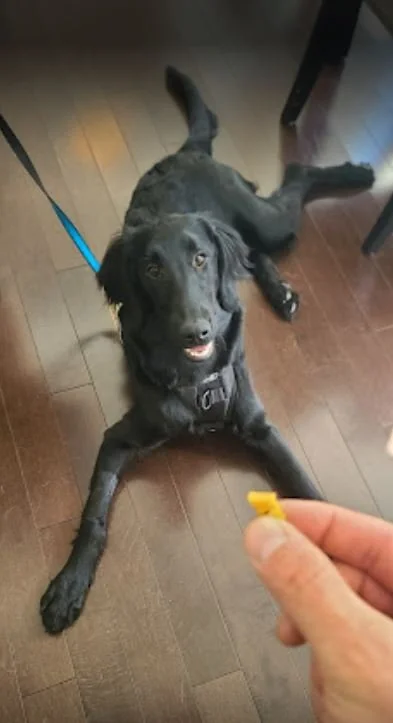 Check out our Training videos and Photos - K9 Strategies — K9 Strategies