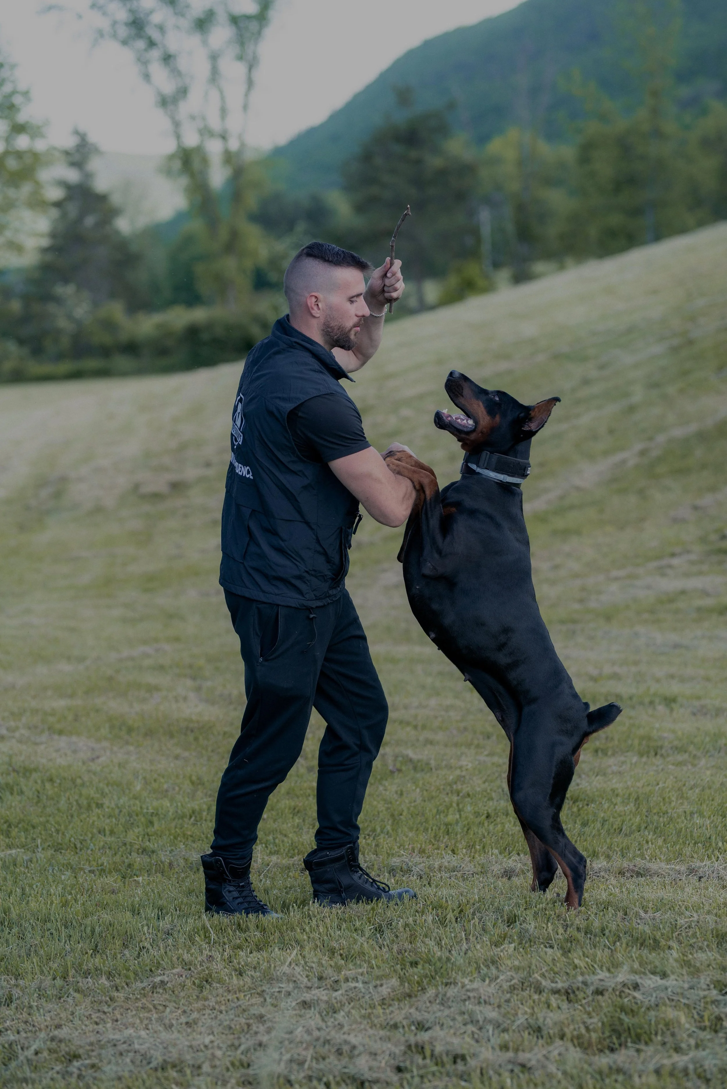 K9 Strategies Offers “The Best” Dog Training Services